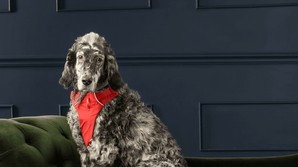 Why Pet Portraits Matter